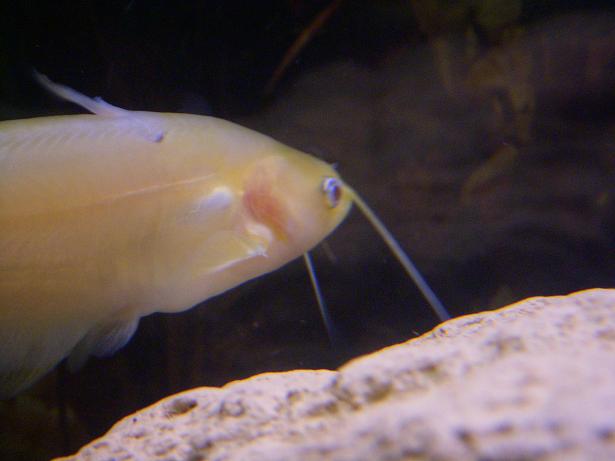 Ompok Bimaculatus | AquariaCentral.com