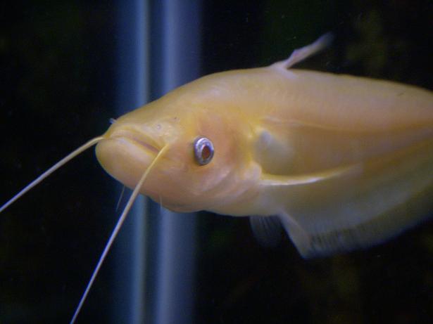 Ompok Bimaculatus | AquariaCentral.com