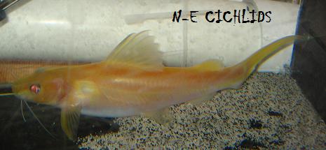 ALBINO ASIAN REDTAIL CATFISH | AquariaCentral.com