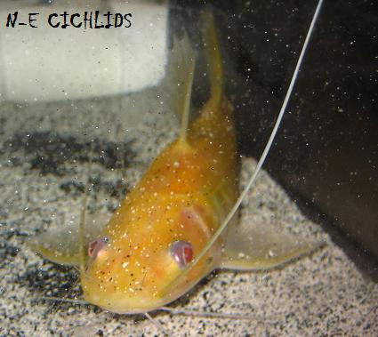 ALBINO ASIAN REDTAIL CATFISH | AquariaCentral.com