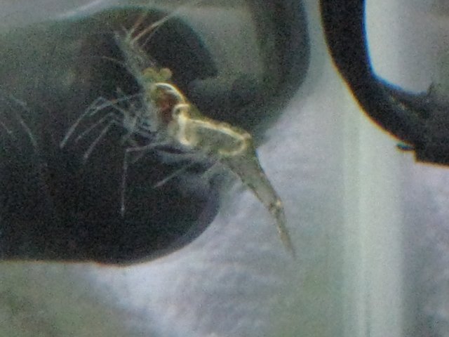 Ghost Shrimp Parasite? | AquariaCentral.com