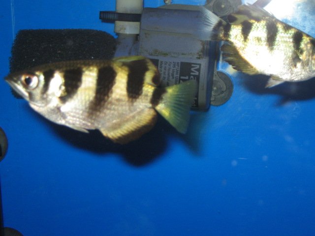 Archer fish tank mates. | AquariaCentral.com