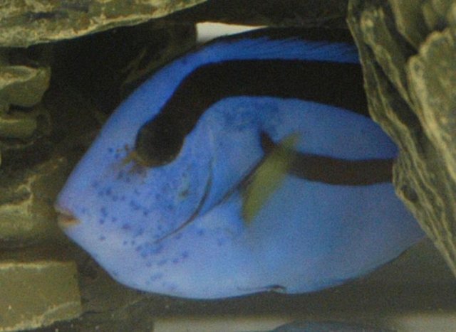 White Patch on Blue Tang | AquariaCentral.com