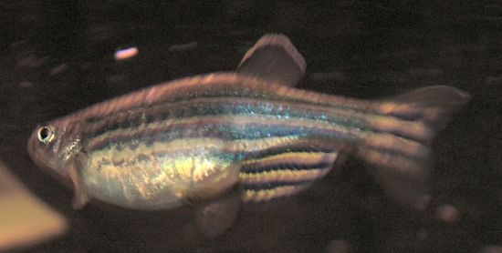 Danios pregnant? | AquariaCentral.com