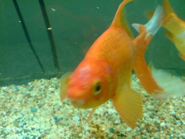 Help! Blister on goldfish | AquariaCentral.com