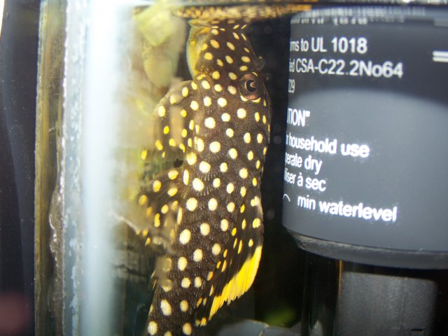 Yellow Spot Pleco | AquariaCentral.com