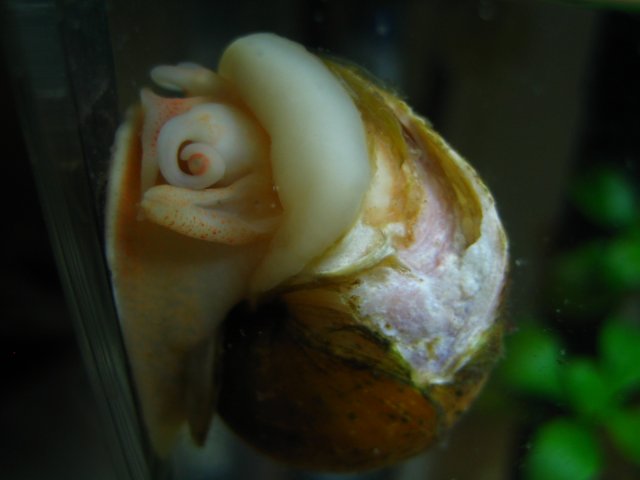 injured mystery snail | AquariaCentral.com