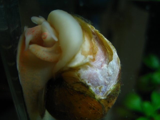 injured mystery snail | AquariaCentral.com