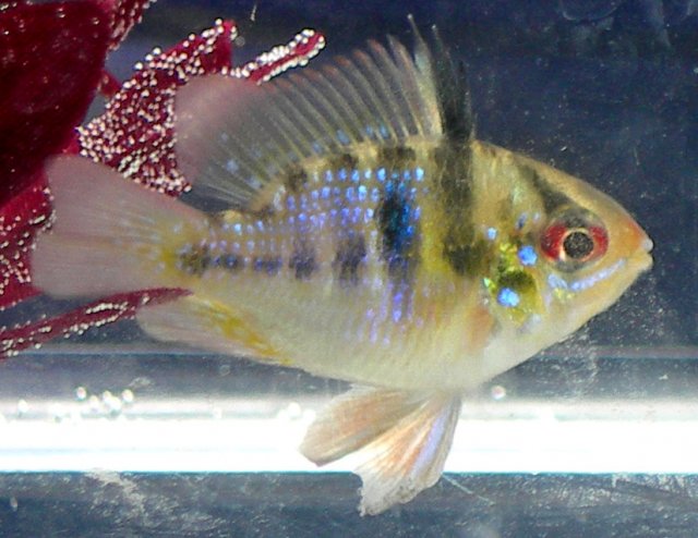 Sexing Balloon Rams | AquariaCentral.com