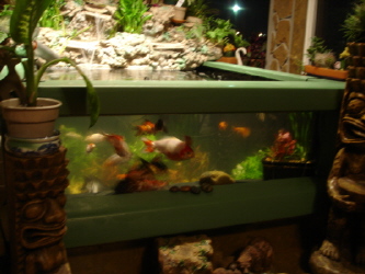 mini indoor goldfish pond | AquariaCentral.com