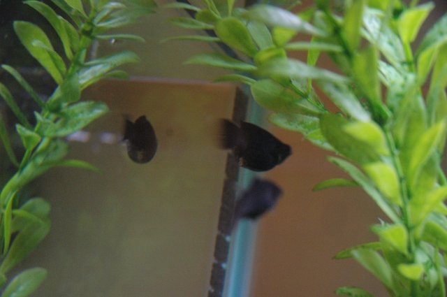 Black Molly with White Poop... | AquariaCentral.com