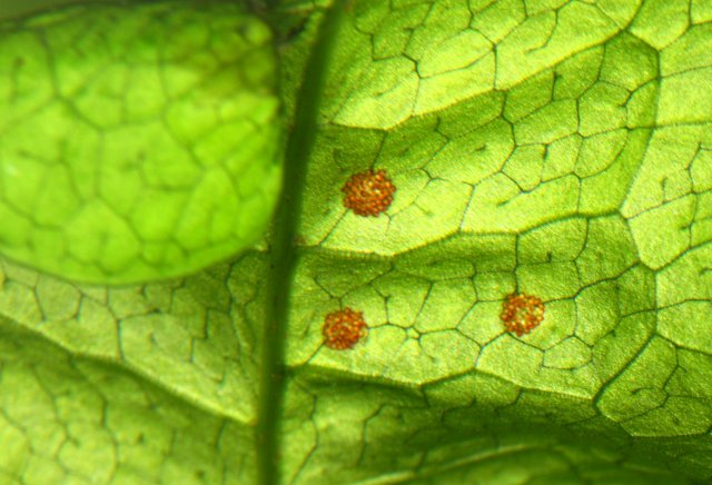 Java Fern spores | AquariaCentral.com