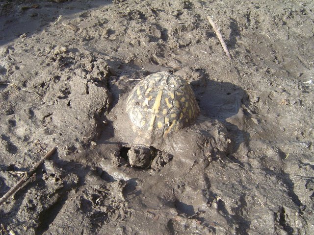 Eastern Box turtle burrowing. | AquariaCentral.com
