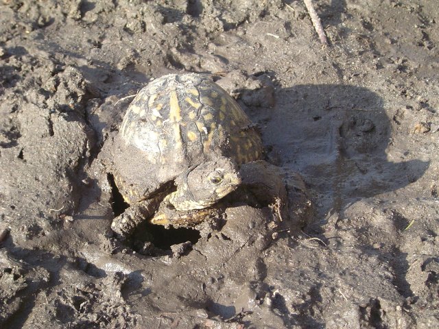 Eastern Box turtle burrowing. | AquariaCentral.com