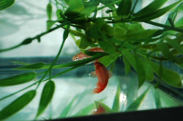 Cherry Barb Eggs!!!! yay! | AquariaCentral.com