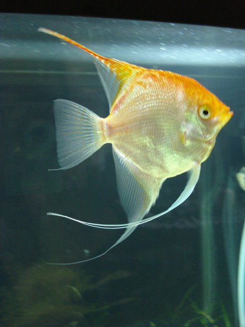 Sick Angelfish Poss Columnaris? | AquariaCentral.com