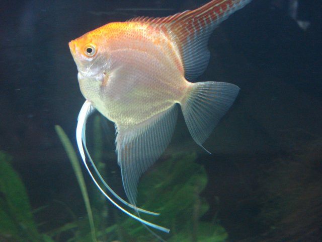 Sick Angelfish Poss Columnaris? | AquariaCentral.com