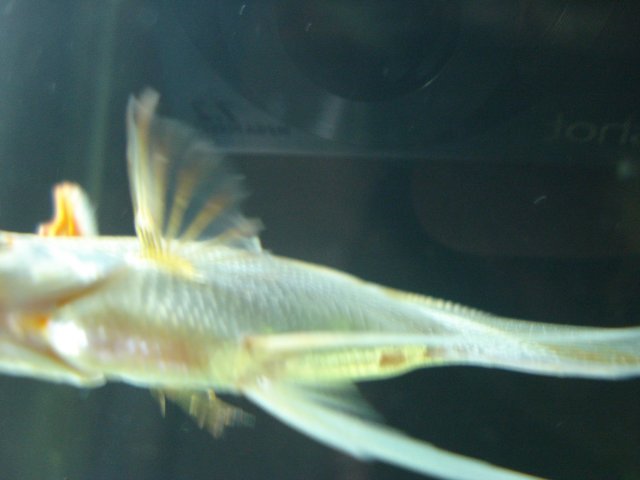 Sick Angelfish Poss Columnaris? | AquariaCentral.com