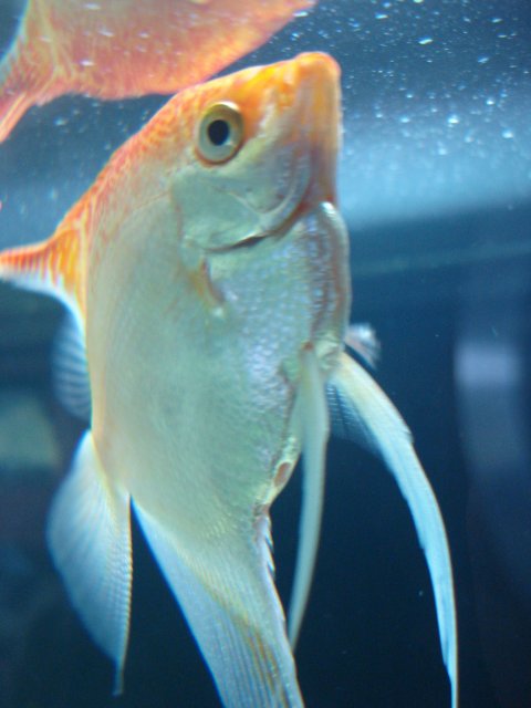Sick Angelfish Poss Columnaris? | AquariaCentral.com
