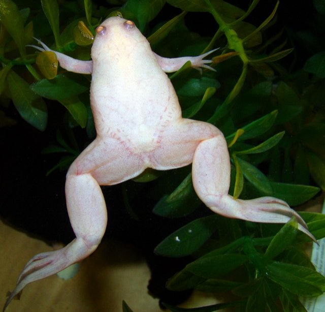 African Clawed Frog unable to use rear legs. | AquariaCentral.com