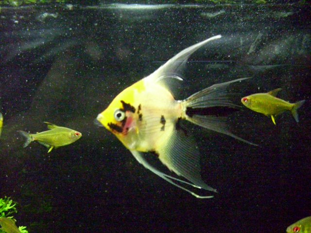 Angel fish fin damage.. nipping? | AquariaCentral.com