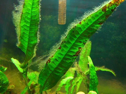 Help with hair / beard algae - see pics | AquariaCentral.com