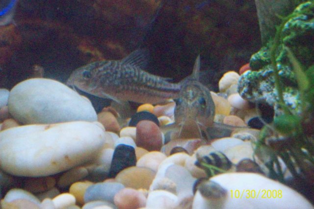 Will different types of Cory cats school together? | AquariaCentral.com