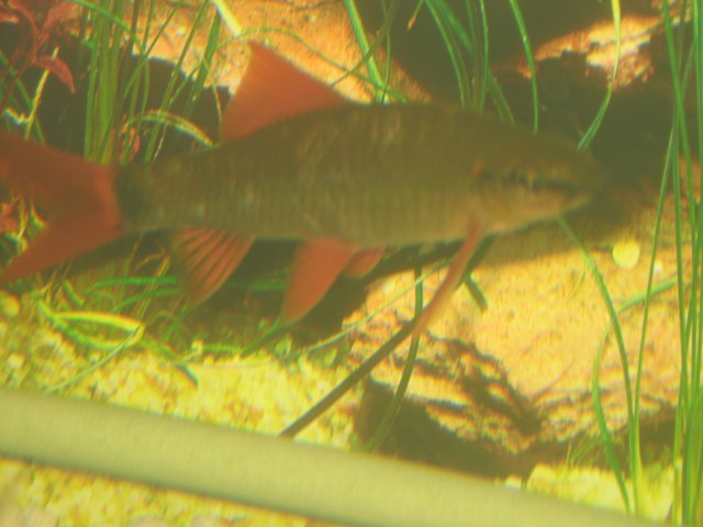 Sick Rainbow Shark??!! | AquariaCentral.com