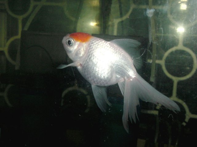 Help - Goldfish with Red Spots on Caudal Fin | AquariaCentral.com