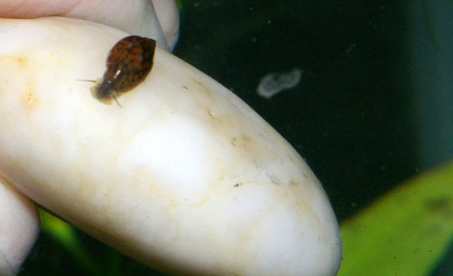 Bladder snail? | AquariaCentral.com
