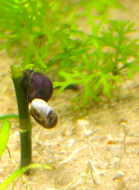 Bladder snail? | AquariaCentral.com