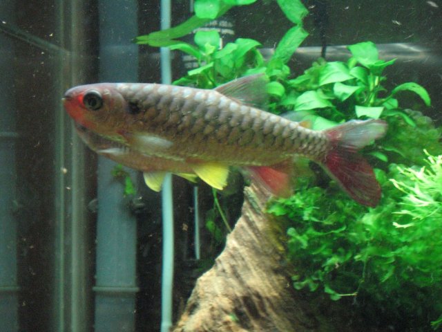 FS - Toucan Fish | AquariaCentral.com