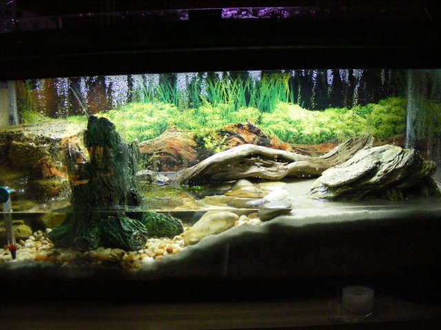 Mudskipper Fish Tank