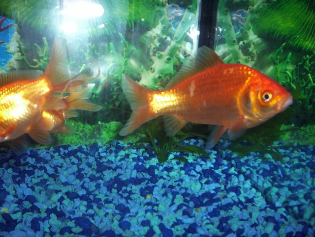 Goldfish with missing scales? | AquariaCentral.com