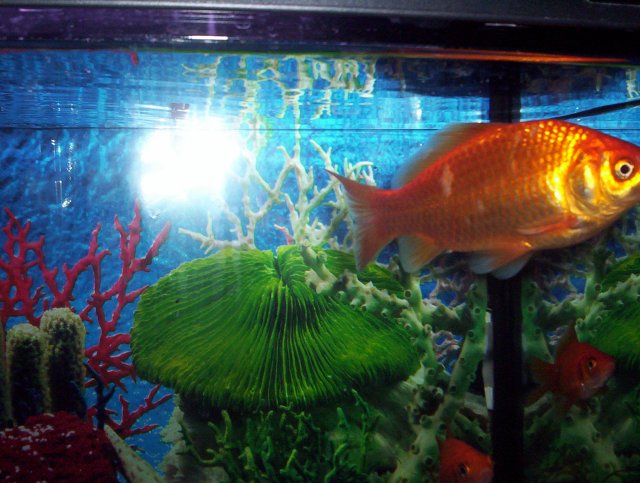 Goldfish with missing scales? | AquariaCentral.com