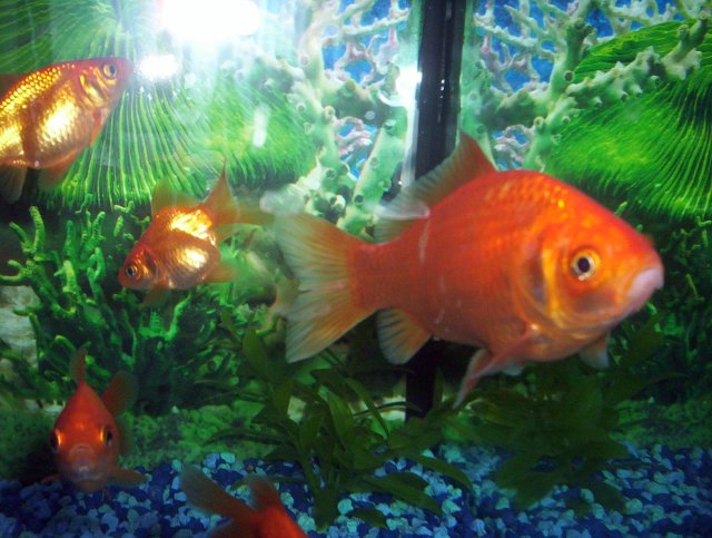 Goldfish with missing scales? | AquariaCentral.com