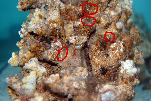 What's on my Live Rock? | AquariaCentral.com