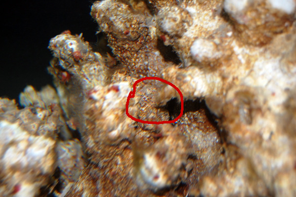 What's on my Live Rock? | AquariaCentral.com