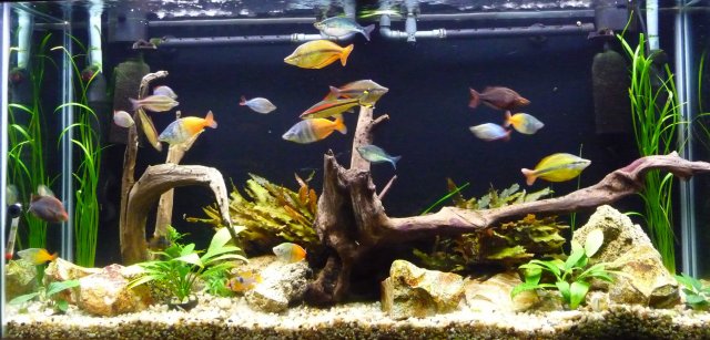Best rainbowfish for community tank school? | AquariaCentral.com