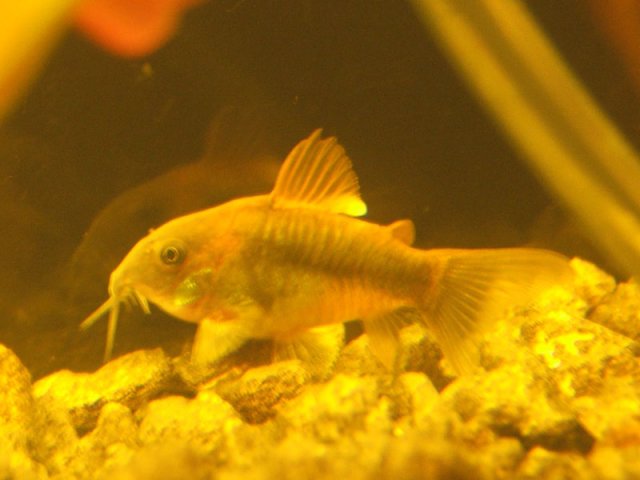 Weird Growth on Cory Dorsal Fin | AquariaCentral.com