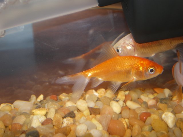 Fantail Comet? | AquariaCentral.com