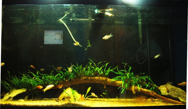 Java Fern tank setups | AquariaCentral.com