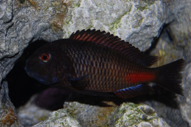 Tropheus sp. "Red" (Moliro) | AquariaCentral.com