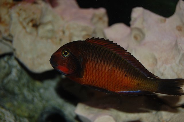 Tropheus sp. "Red" (Moliro) | AquariaCentral.com