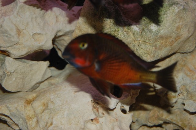 Tropheus sp. "Red" (Moliro) | AquariaCentral.com