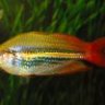 Beautiful colorful fish for hard water aquarium? | AquariaCentral.com