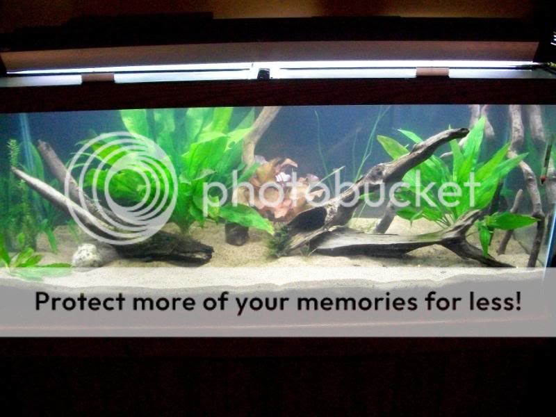 75 Gallon Angelfish Tank | AquariaCentral.com