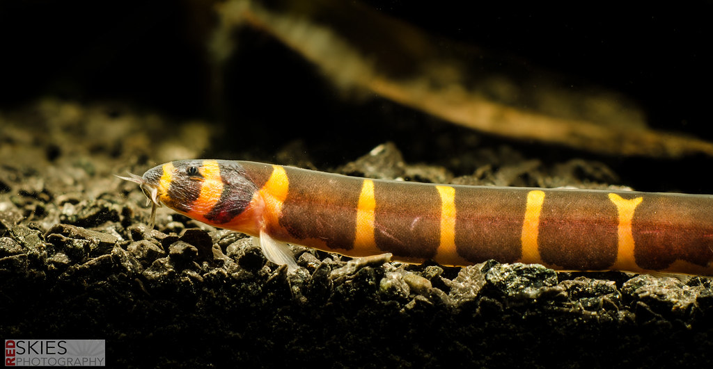 An Angel.. A Cory Cat.. And a Kuhli Loach | AquariaCentral.com