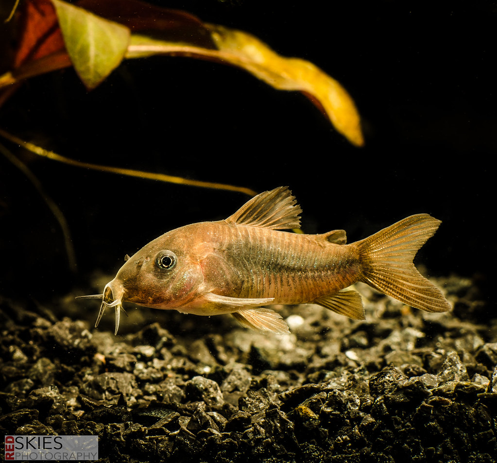 An Angel.. A Cory Cat.. And a Kuhli Loach | AquariaCentral.com